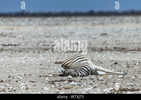 dead plains zebra Stock Photo - Alamy