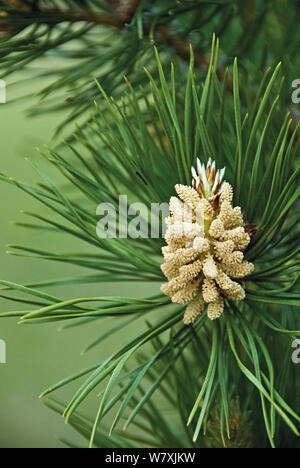 Pine tree (Pinus sp.) pollen grains, light micrograph. Each pollen ...