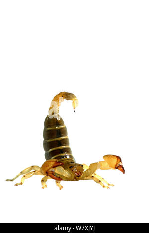 Israeli Gold Scorpion (Scorpio maurus palmatus). Scorpio maurus is a ...
