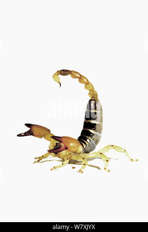 Israeli Gold Scorpion (Scorpio maurus palmatus). Scorpio maurus is a ...