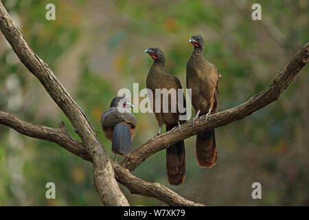 Rufous-vented Chachalaca or Cocrico, Ortalis ruficauda, in the rain ...