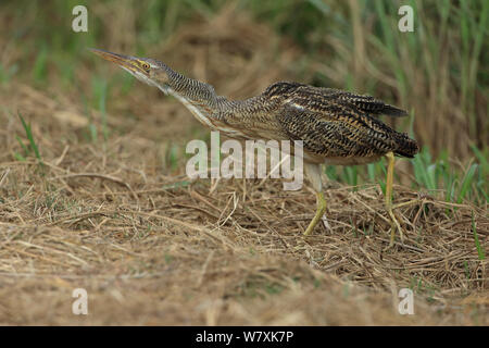 Pinnated Bittern (Botaurus pinnatus Stock Photo - Alamy