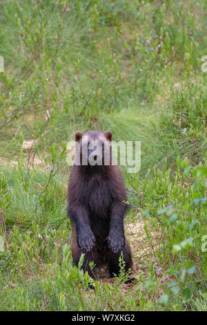 Wolverine, Gulo gulo, Mustelidae, mammal, animal, captive, zoo, Schonen ...