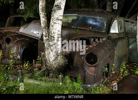 Tree growing up through a car Stock Photo - Alamy