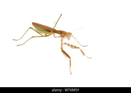 Chinese Mantis (Tenodera sinensis) Southern Appalachians, South ...