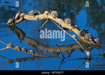 The Assam roofed turtle (Pangshura sylhetensis) also known as Sylhet ...