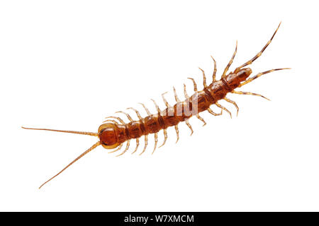 Dorsal view of the Common centipede (Lithobius forficatus Stock Photo ...