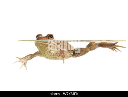 Eastern Banjo Frog (Limnodynastes dumerilii Stock Photo - Alamy