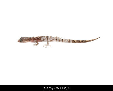 Marbled southern gecko (Christinus marmoratus), Jurien Bay, WA ...