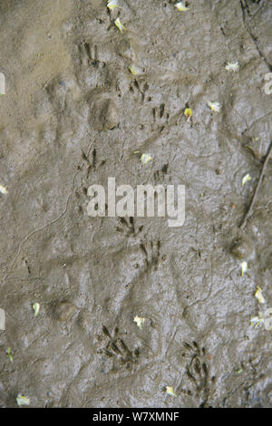 Brown Rat (Rattus norvegicus). Tracks in sandy soil. Germany Stock ...