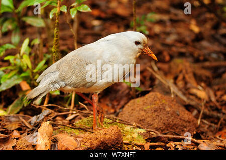 Kagu or Cagou, Rhynochetos jubatus, is a flightless bird endemic to New ...