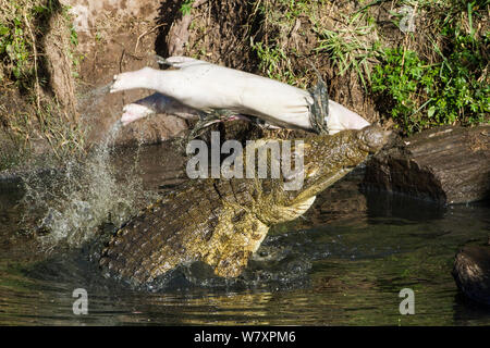 Nile crocodile feeding on dead wildebeest during the Migration, Masai ...