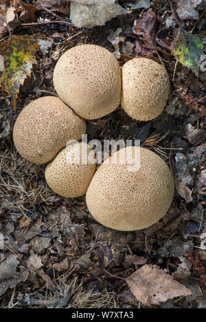 Common earthball fungus (Scleroderma citrina). Mature specimens ...