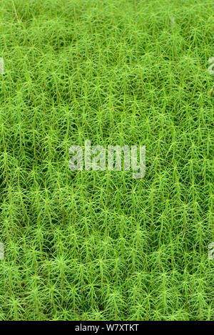 Moss: Polytrichum commune, Snowdonia, Wales. Largest British moss ...