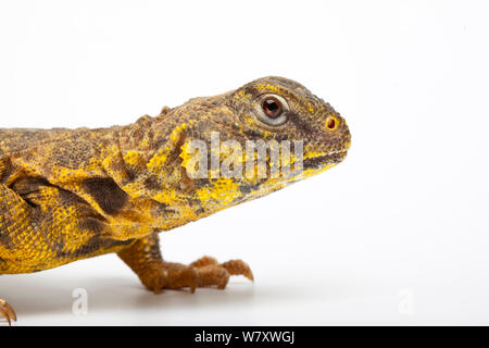 Geyr's Saharan Spiny-tailed Lizard (Uromastyx acanthinurus geyri) adult ...