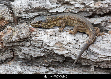 Island Night Lizard. The island night lizard (Xantusia riversiana ...
