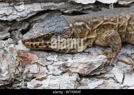 Island Night Lizard (Xantusia riversiana) Channel Islands, California ...