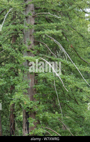 coast redwood (Sequoia sempervirens) Plantae Stock Photo - Alamy