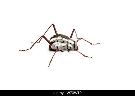 Fog basking Tenebrionid beetle, Onymacris unguicularis, collecting ...