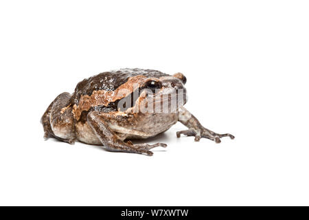 Asian Bullfrog (Kaloula pulchra) on white background, captive occurs in ...