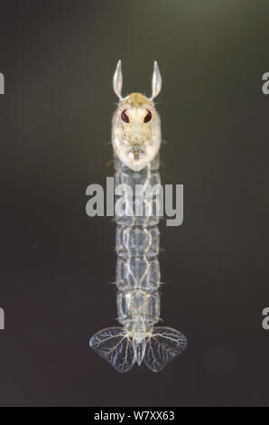 Phantom midge pupae Stock Photo - Alamy