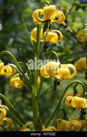 Pyrenean Lily Lilium pyrenaicum Stock Photo - Alamy