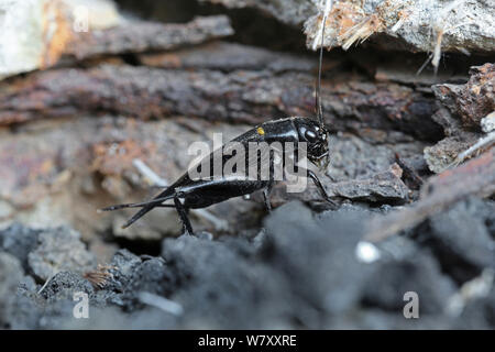 European field cricket Gryllus campestris in front of its burrow ...