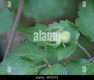 Green crab spider (sp) Heriaeus hirtus, invertebrate dragging a honey ...