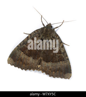 Old lady moth (Mormo maura). British insect in the family Noctuidae ...