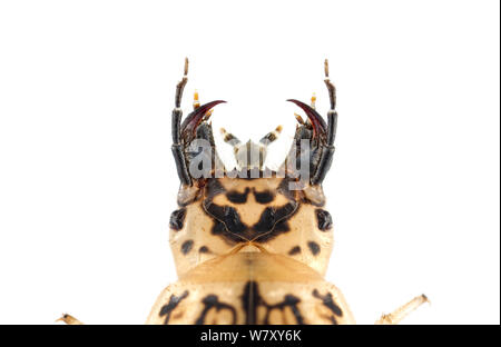 Ground Beetle larva, Carabidae Stock Photo - Alamy