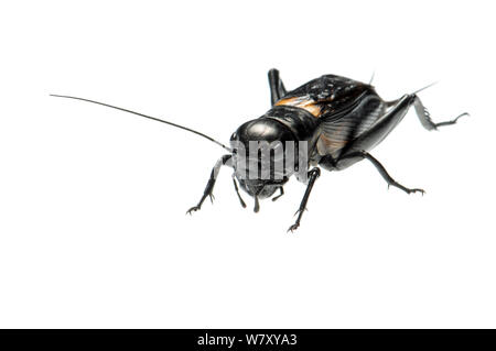 Field cricket (Gryllus campestris) Slovenia, Europe, June ...
