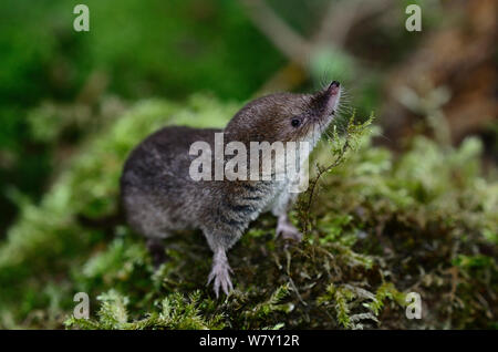 common shrew, Eurasian common shrew (Sorex araneus), cutout ...