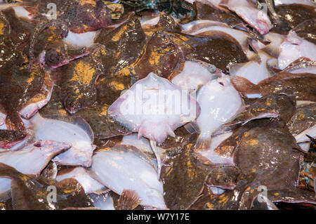 Little Skate (Leucoraja erinacea) and Atlantic Cod fish (Gadus morhua ...
