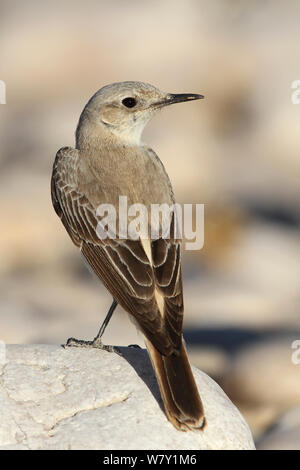 Hooded Wheatear (Oenanthe monacha Stock Photo - Alamy