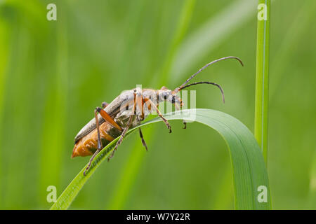 Variable Longhorn Beetle (Stenochorus / Stenocorus meridianus Stock ...