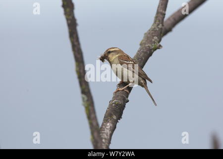 Russet sparrow (Passer rutilans) perched, Lantsang Mekong river ...