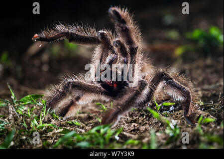 Metallic Pink toed Tarantula Spider Avicularia metallica Stock Photo ...