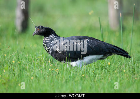 Horned Screamer (Anhima cornuta), Los Llanos, Colombia Stock Photo - Alamy