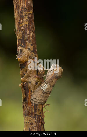 Figure of Eighty Tethea ocularis octogesimea Stock Photo - Alamy