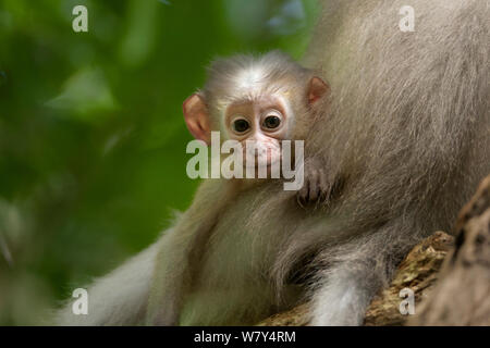 Crested Mangabey (Cercocebus galeritus) in tree, Tana River Primate ...