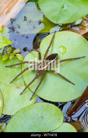 Raft Spider Nursery Web Species Family Pisauridae Sabah Borneo Stock ...
