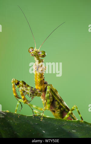 Praying Mantis, Hymenopodidae, Danum Valley, Sabah Borneo, displaying ...