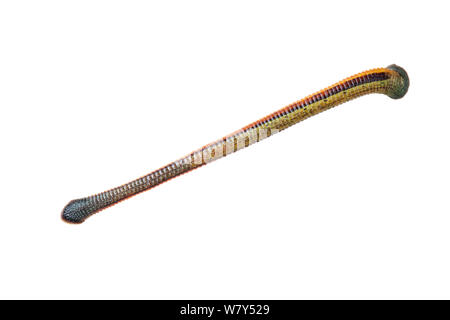 Tiger leech (Haemadipsa picta) Maliau Basin, Sabah, Borneo Stock Photo ...