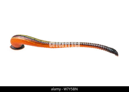 Tiger leech (Haemadipsa picta) Maliau Basin, Sabah, Borneo Stock Photo ...