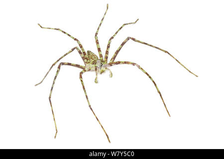 Lichen-mimicking Huntsman Spider (Pandercetes sp) Danum Valley, Sabah ...