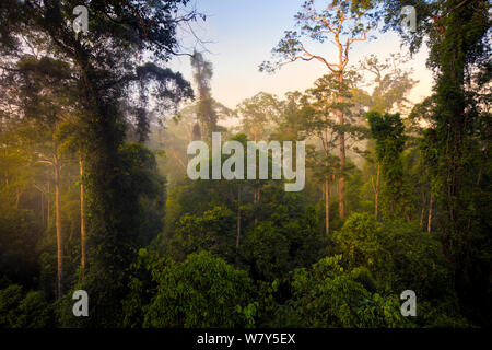 Canopy of the lowland rainforest at dawn, Danum Valley Conservation ...