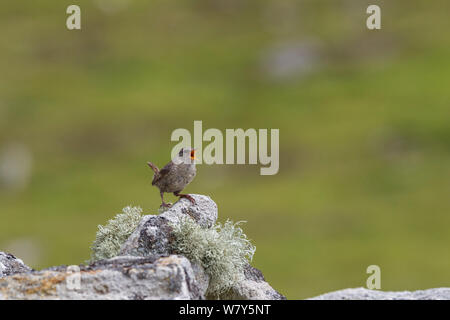 A St Kilda wren (Troglodytes troglodytes hirtensis) looks for insects ...