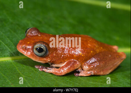 Reed Frog (Hyperoliidae), Republic of Congo Stock Photo - Alamy