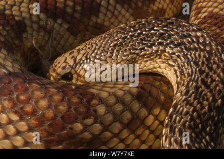 Florida Pine Snake (Pituophis melanoleucus mugitus Stock Photo - Alamy