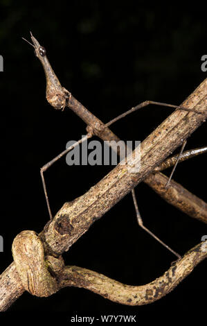Stick Insect, Yasuni National Park, Amazon, Ecuador Stock Photo - Alamy